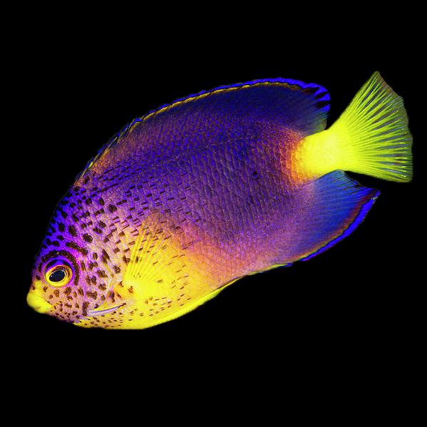 Quarantined Fish – Marine Pleasures