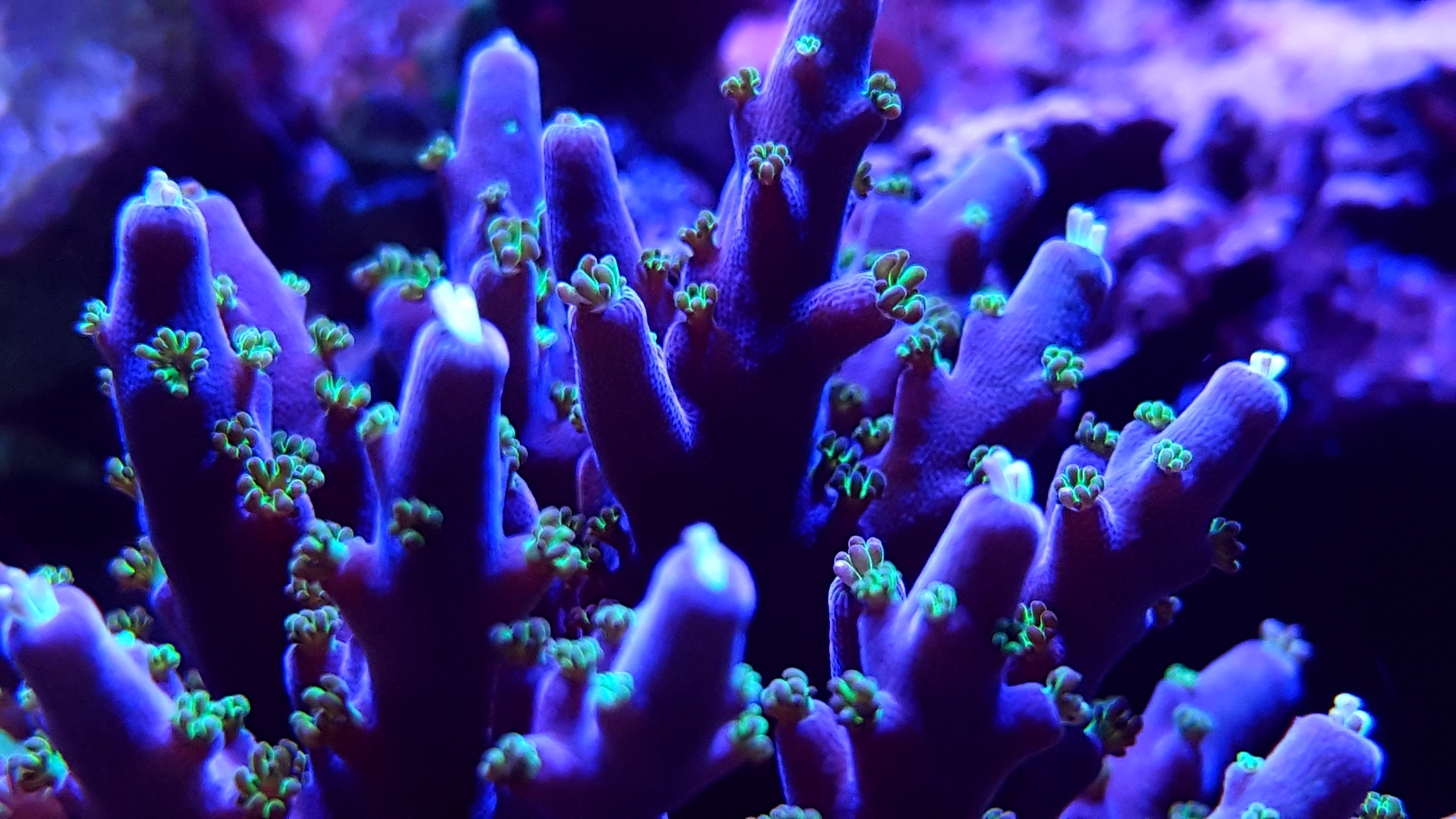 Collections – Marine Pleasures