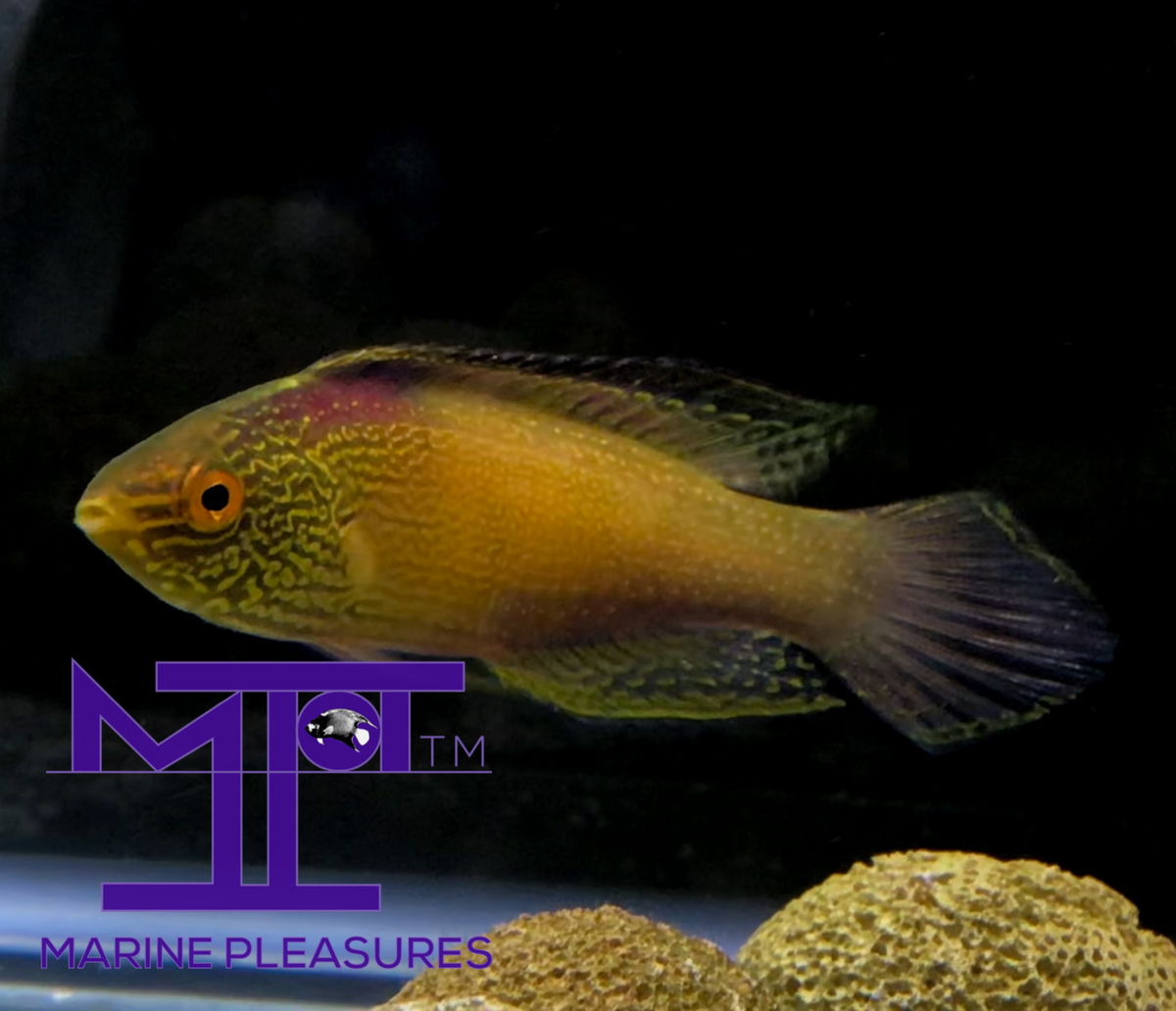 Golden Rhomboid Fairy Wrasse - (Male) – Marine Pleasures