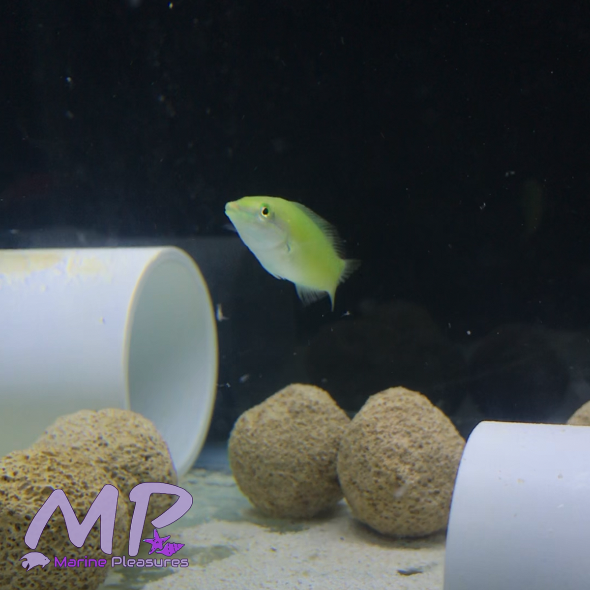 Green Coris Wrasse – Marine Pleasures