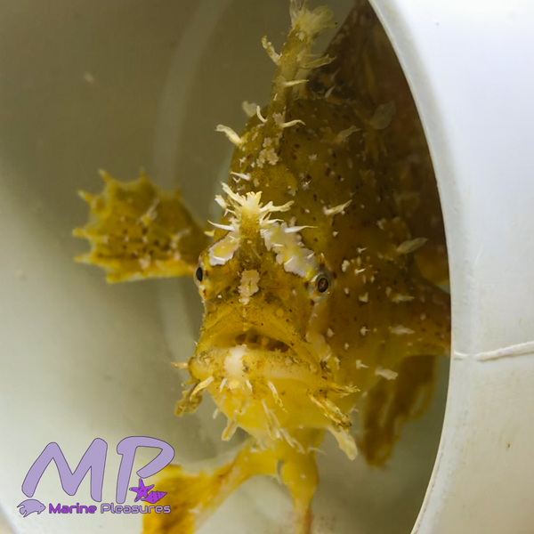 Yellow Sargassum Anglerfish – Marine Pleasures