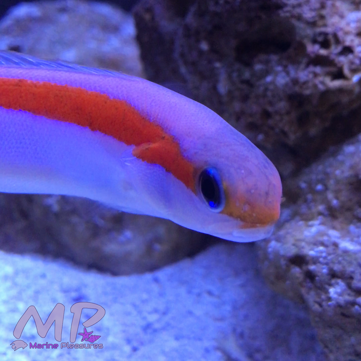 4" Skunk Tilefish – Marine Pleasures